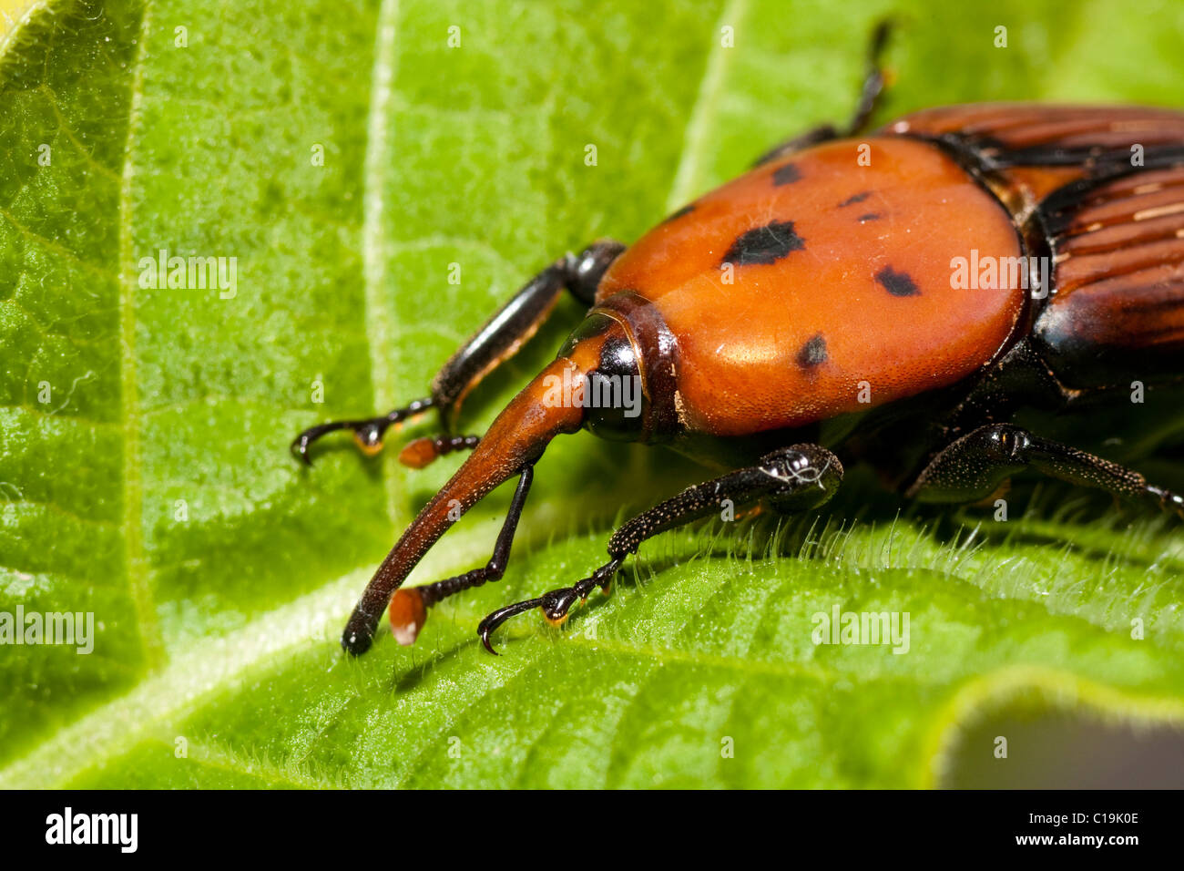 Close up view of a red palm weevil insect on top of a flower Stock ...