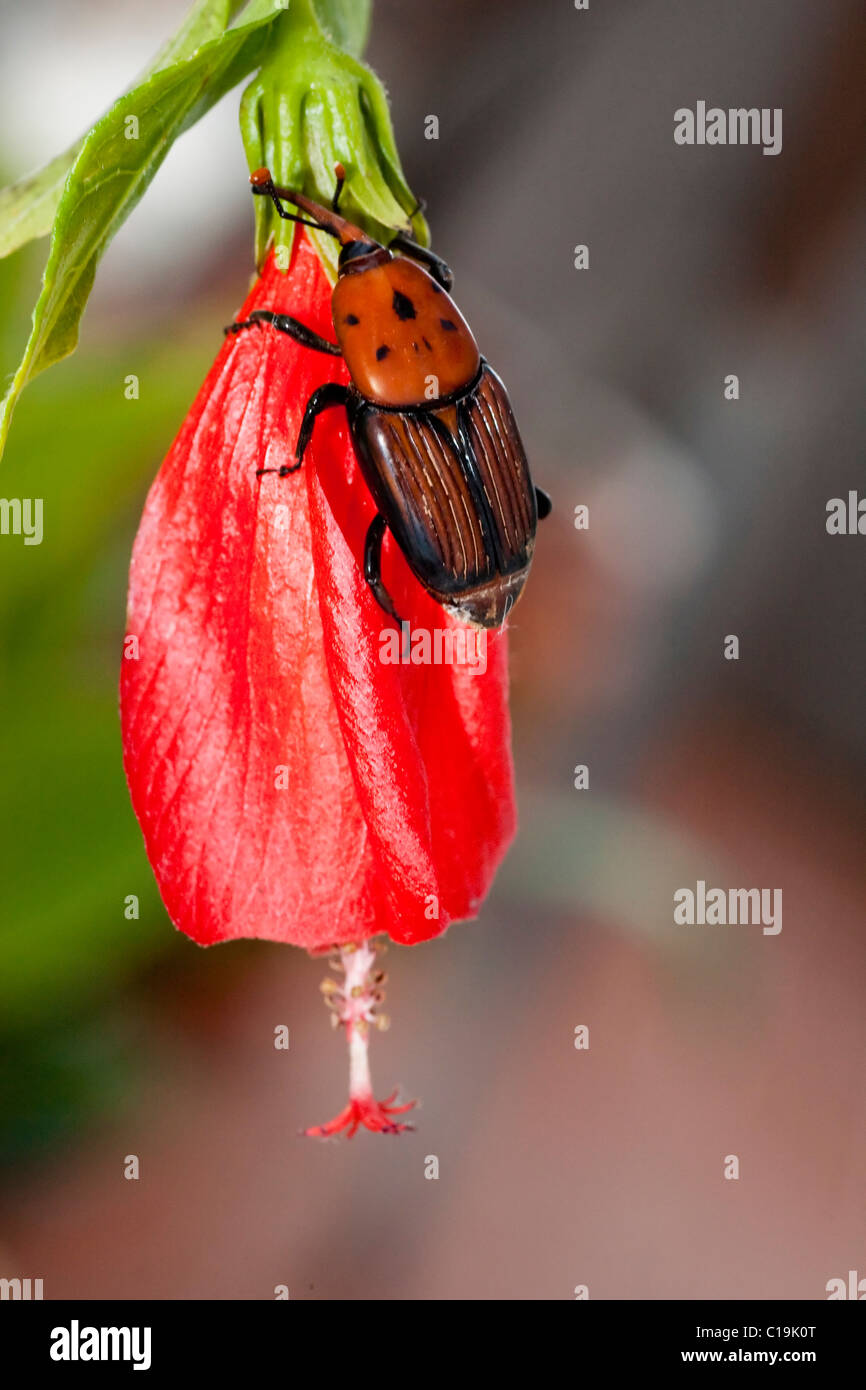 Red palm weevil hi-res stock photography and images - Alamy