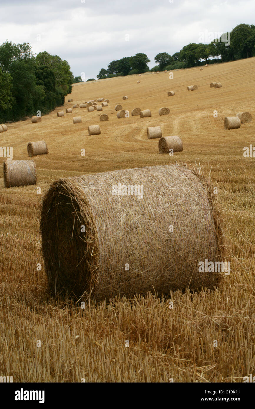 Straw Bales in a Field Stock Photo - Alamy