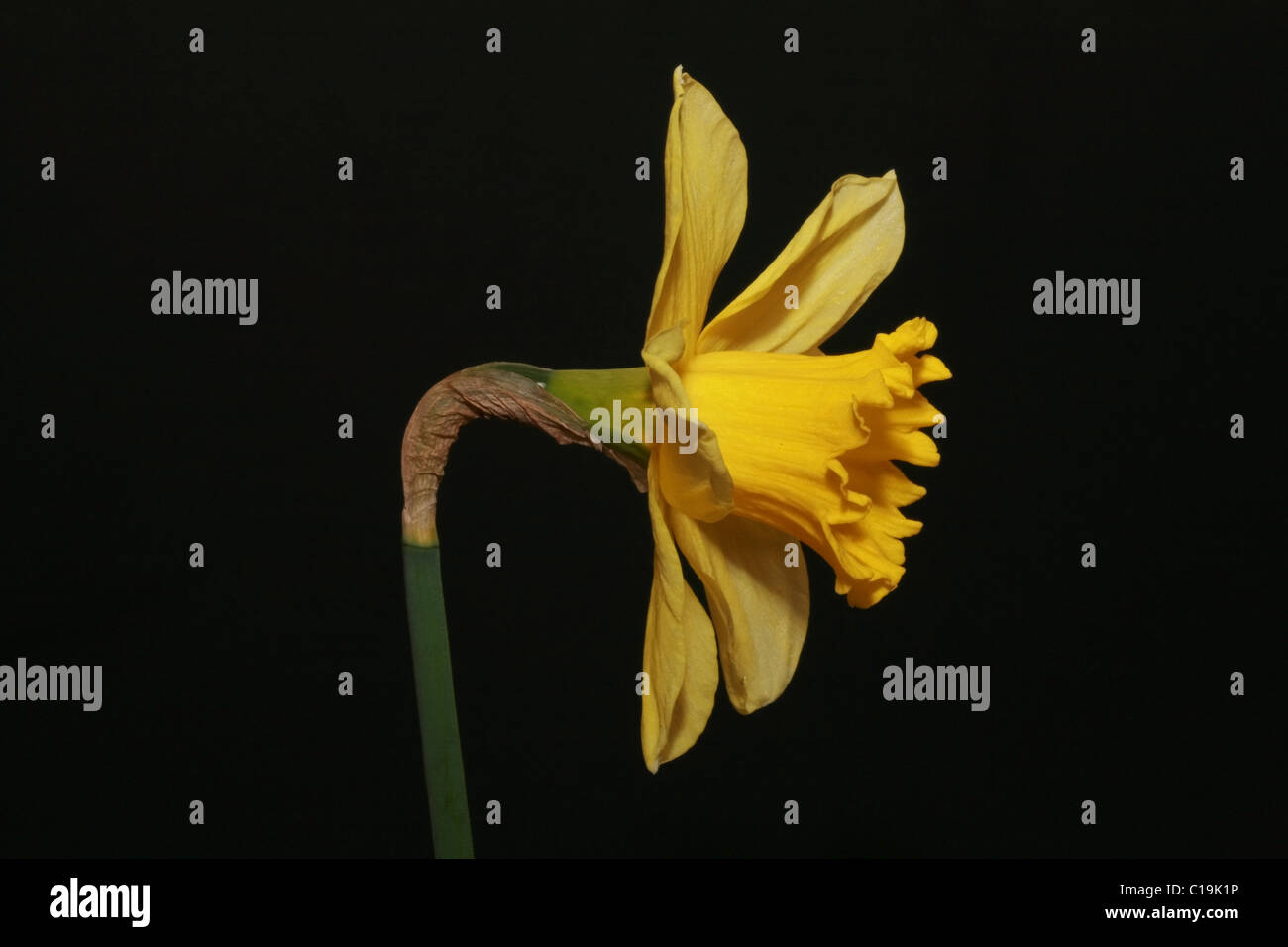 Daffodil macro hi-res stock photography and images - Alamy