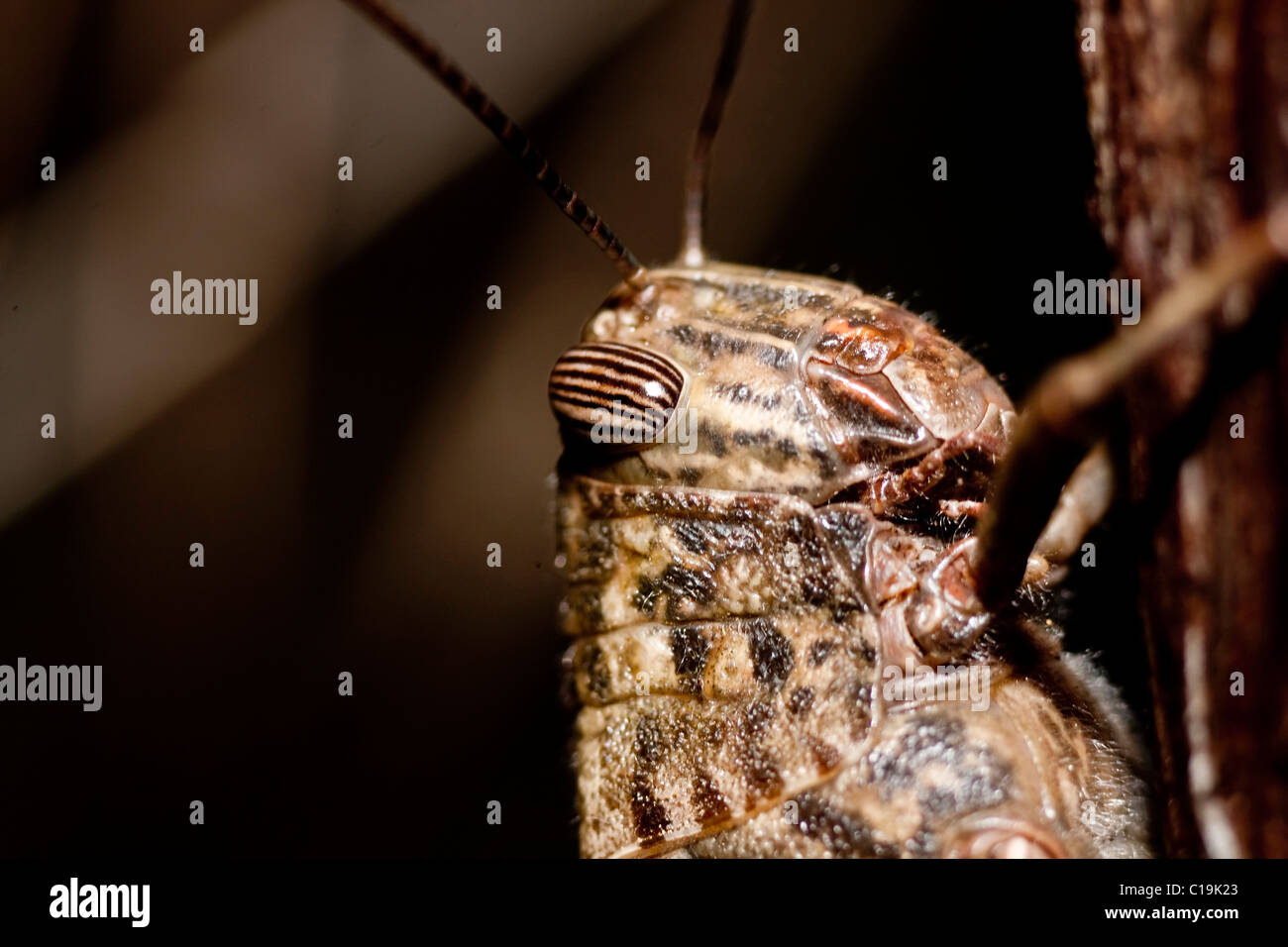 Gray brown locust hi-res stock photography and images - Alamy