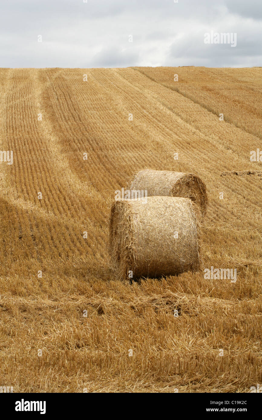 Straw Bales in a Field Stock Photo - Alamy