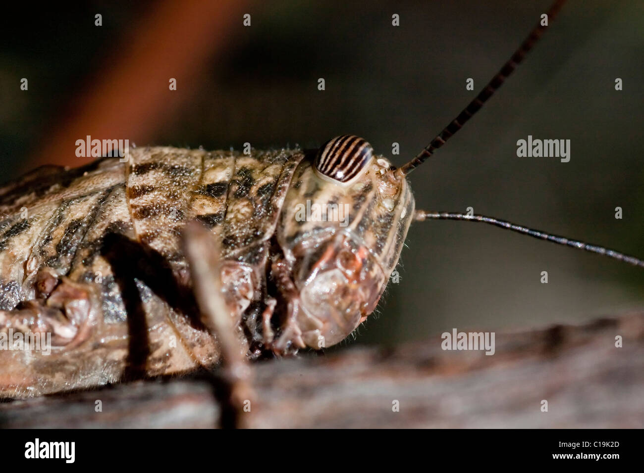 Gray brown locust hi-res stock photography and images - Alamy