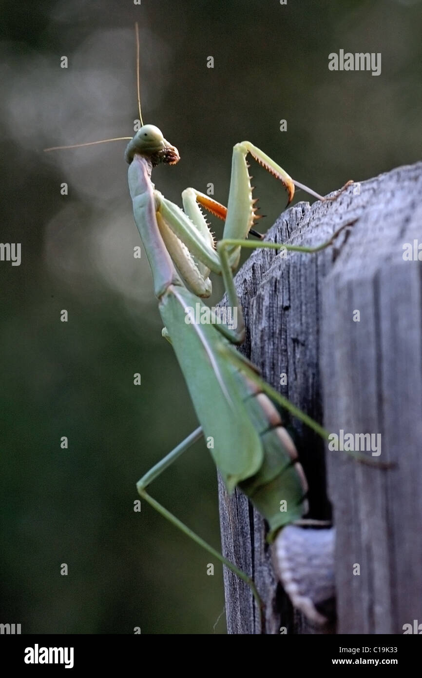 Praying mantis eggs hi-res stock photography and images - Alamy