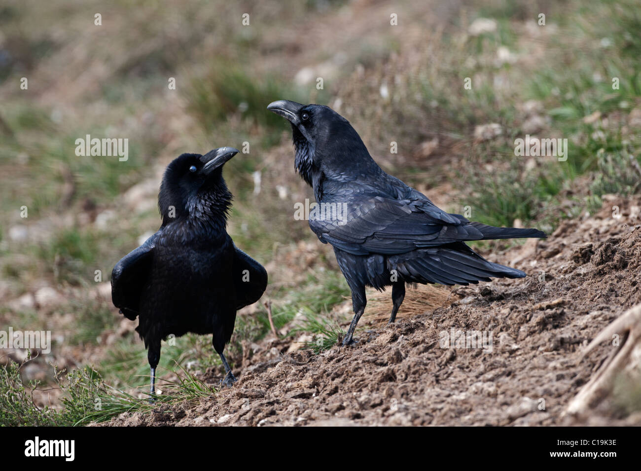 Raven ravens corvus corax hi-res stock photography and images - Alamy
