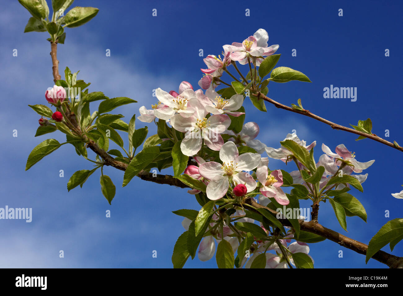 Golden apple tree flower lleida hi-res stock photography and images - Alamy