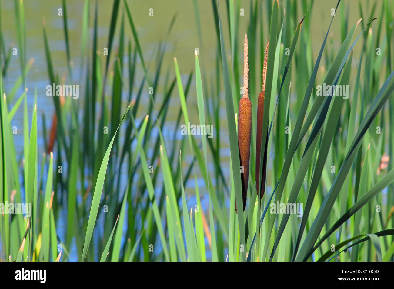 Reed mace plant hi-res stock photography and images - Alamy