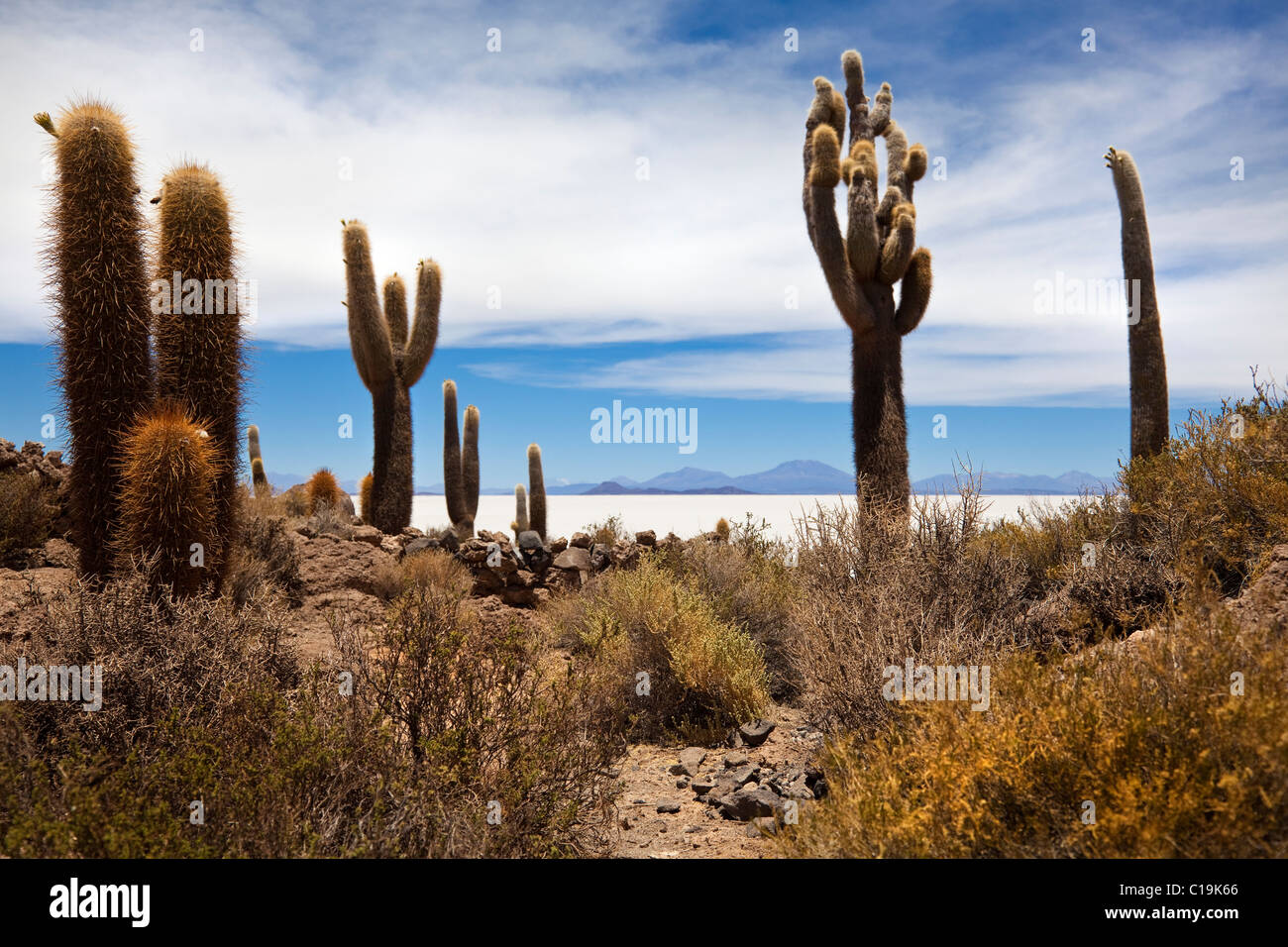 Giant Cactus, “Salar de Uyuni” Bolivian salt flats, Bolivia “South ...