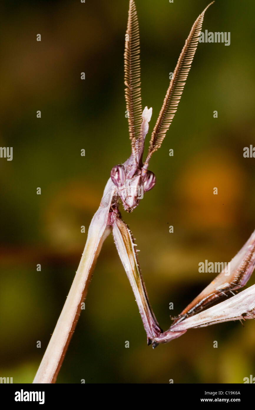 Close up view of a male empusa pennata insect Stock Photo - Alamy