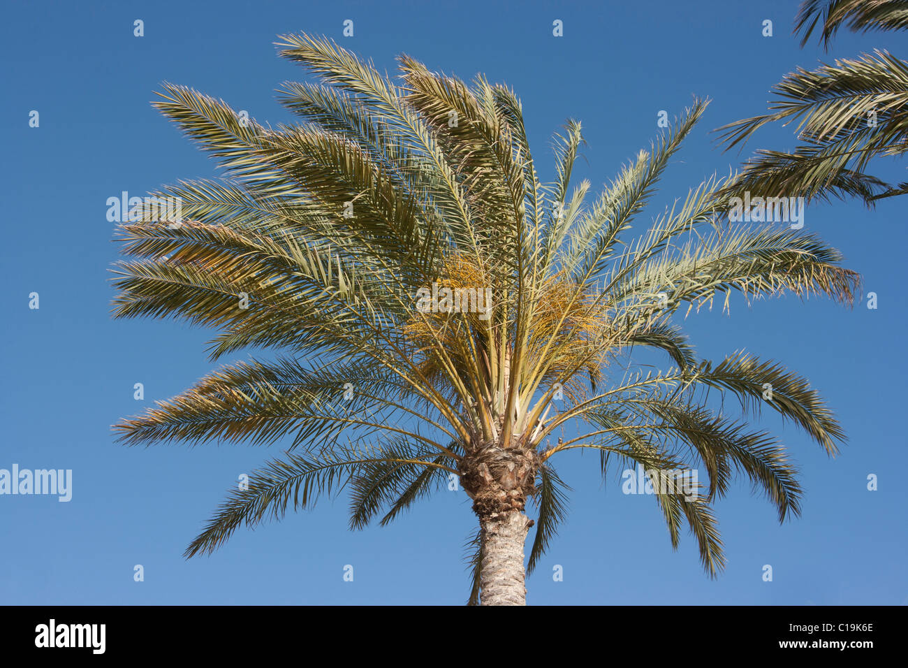 Palm trees against blue sky, Gran Canaria, Canary Islands Stock Photo ...