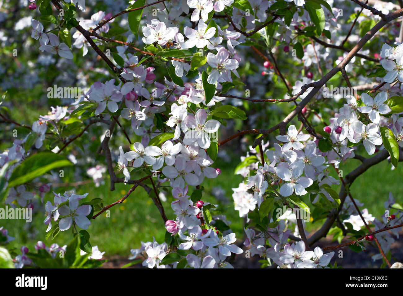 Golden apple tree flower lleida hi-res stock photography and images - Alamy