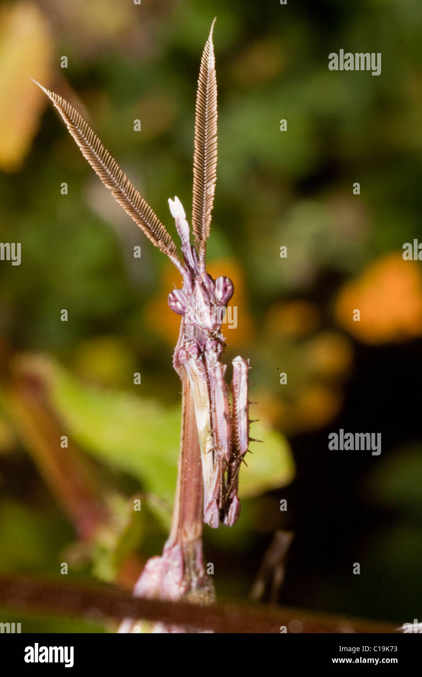 Close up view of a male empusa pennata insect Stock Photo - Alamy