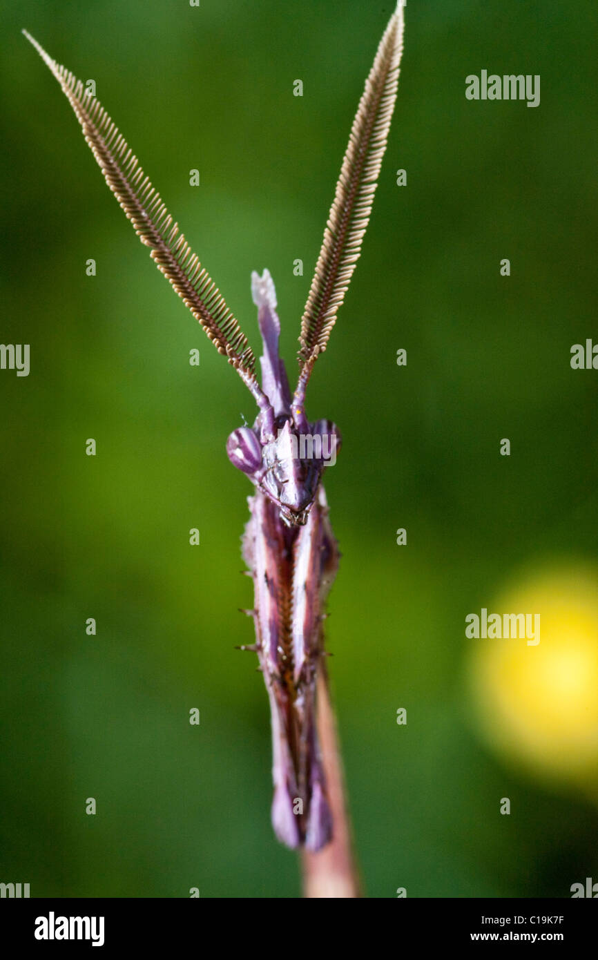 Close up view of a male empusa pennata insect Stock Photo - Alamy