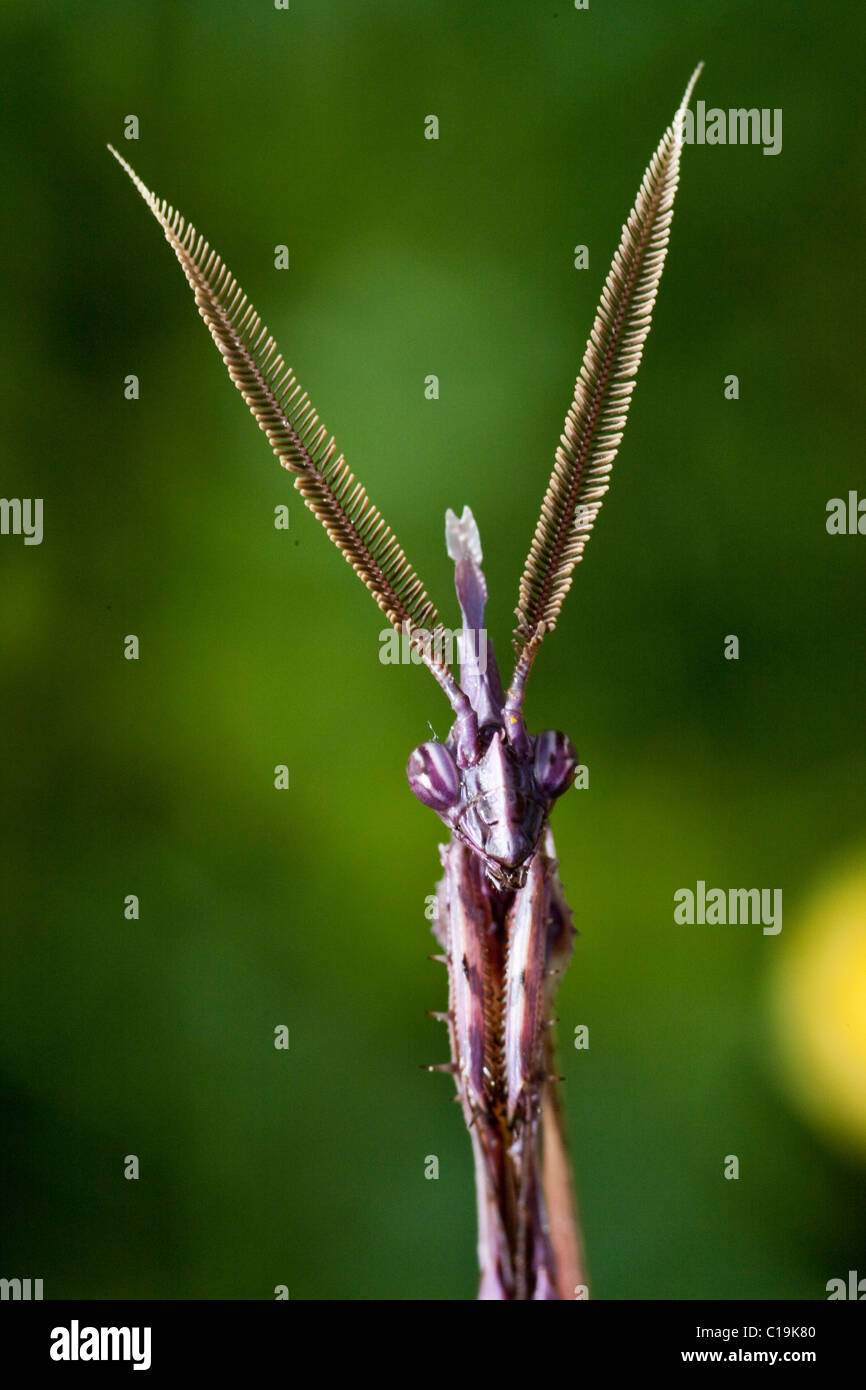 Close up view of a male empusa pennata insect Stock Photo - Alamy