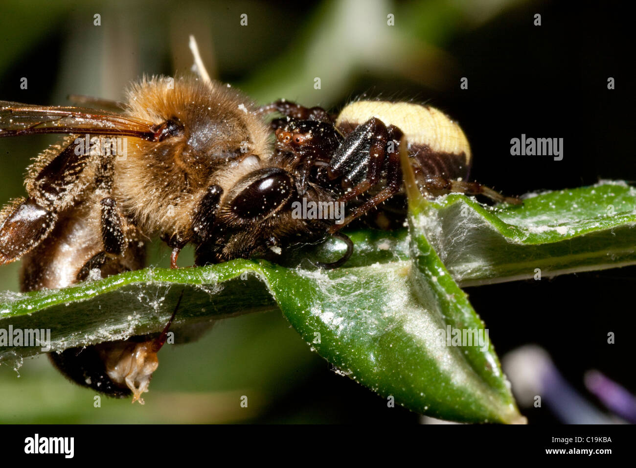 Spider grab hi-res stock photography and images - Alamy
