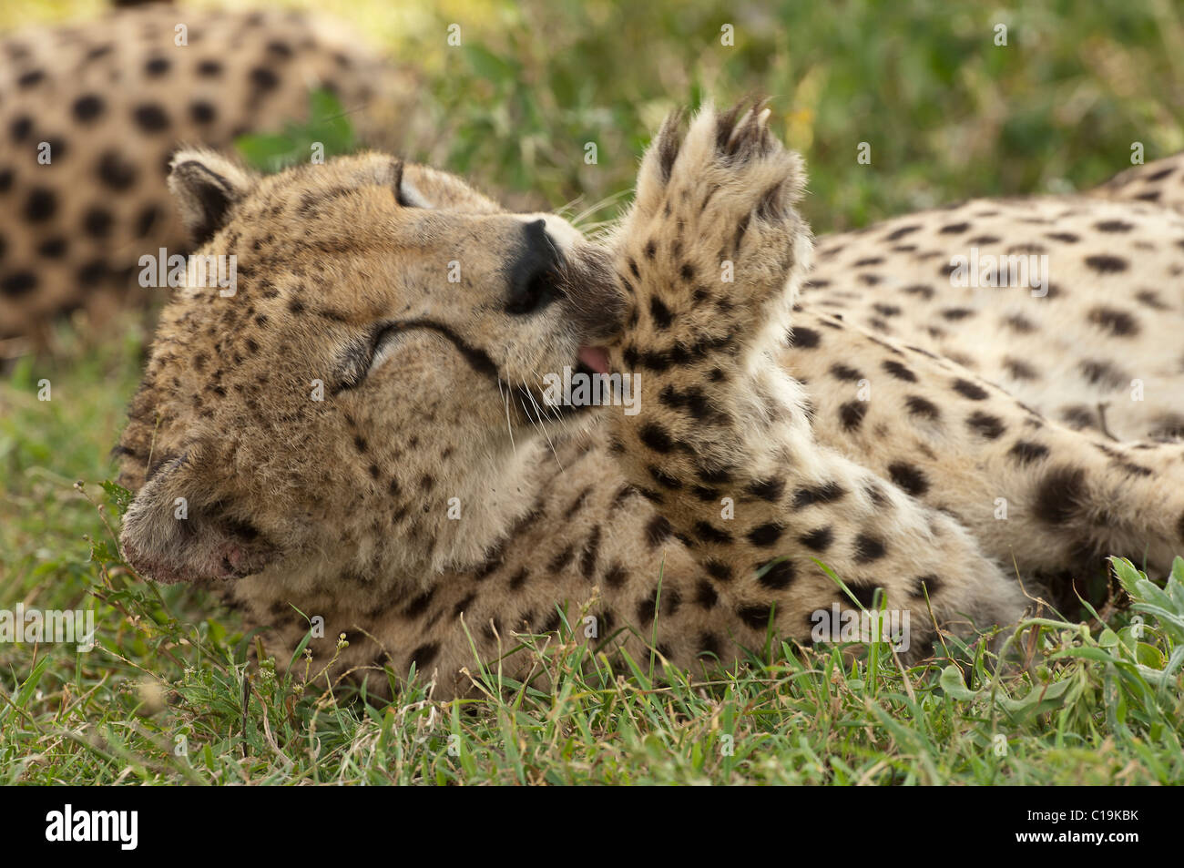 Cheetah Paw Tattoo Designs