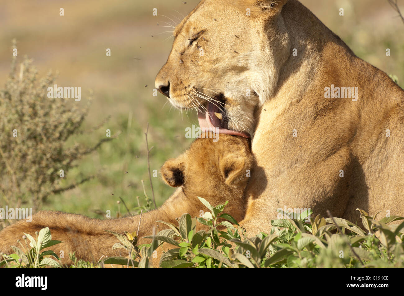 Lioness washing cub hi-res stock photography and images - Alamy