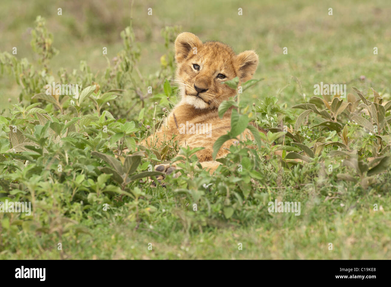 Stock photo of a lion cub resting in green vegetation Stock Photo - Alamy