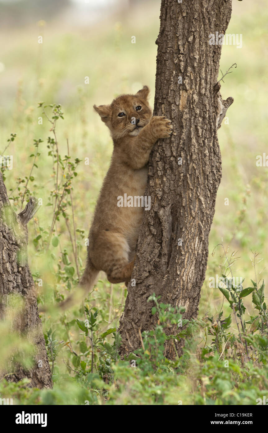 Lion cub climb hi-res stock photography and images - Alamy