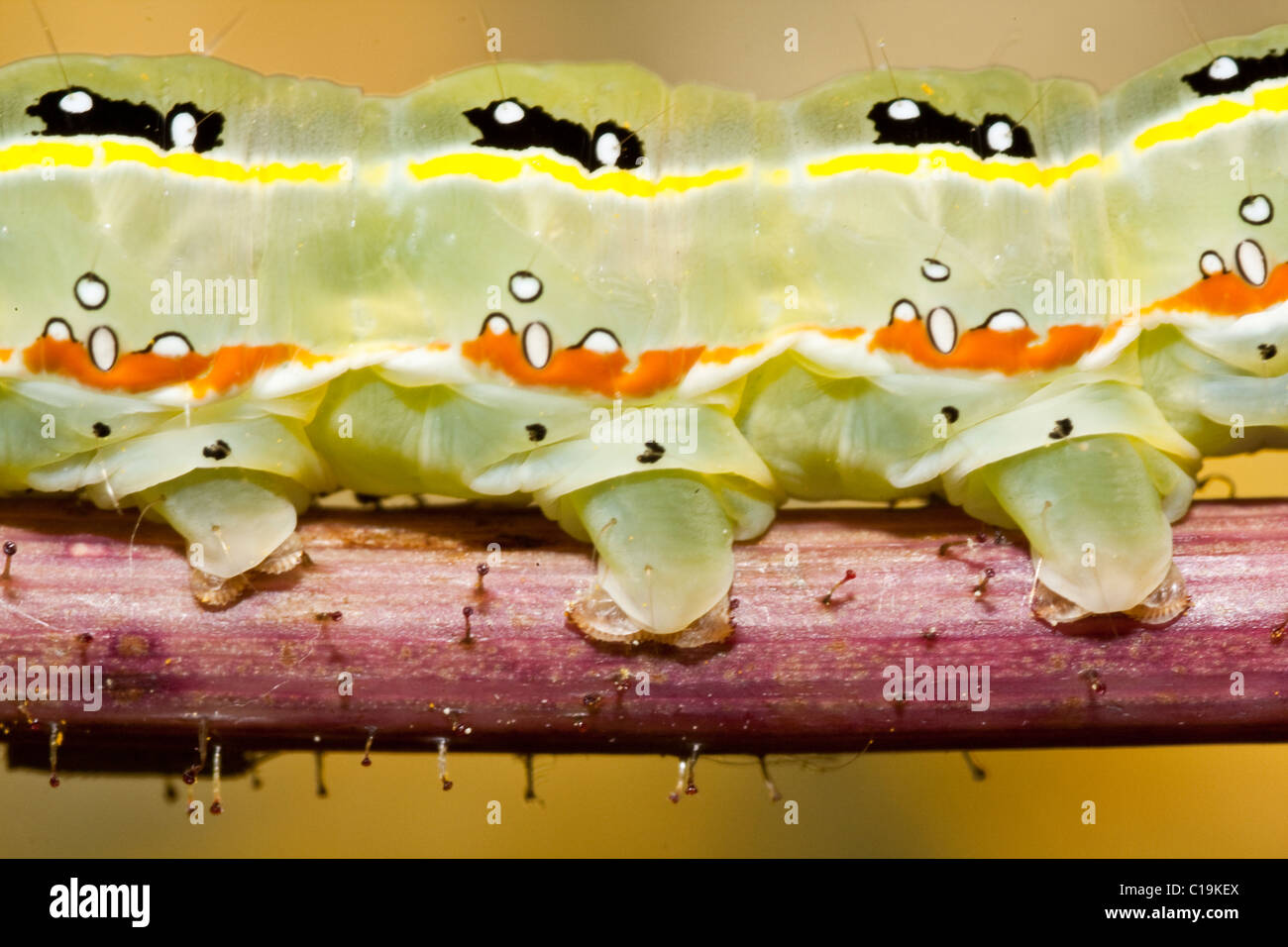 Close up view of a green caterpillar on a plant Stock Photo - Alamy