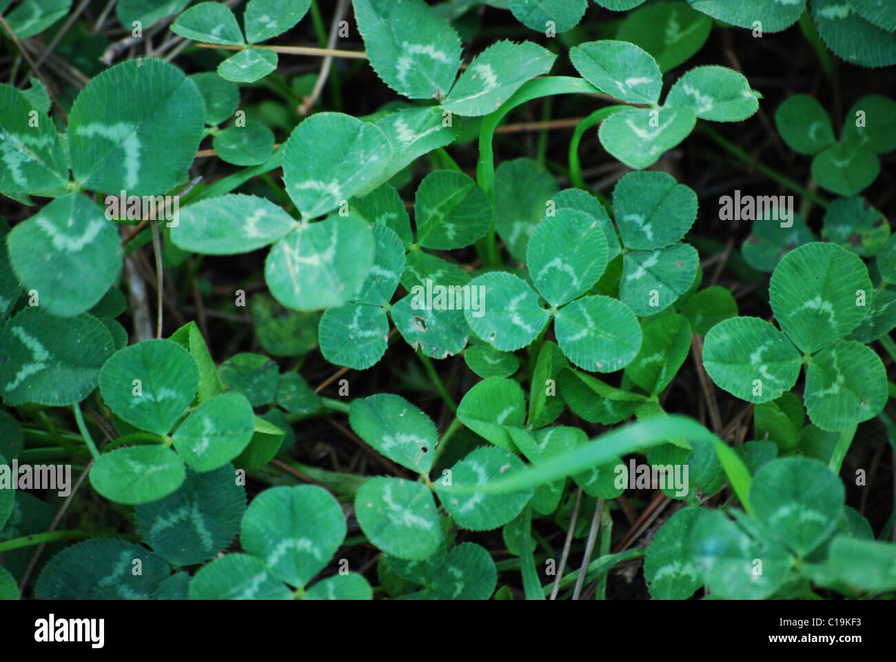 Field field of clovers hi-res stock photography and images - Alamy