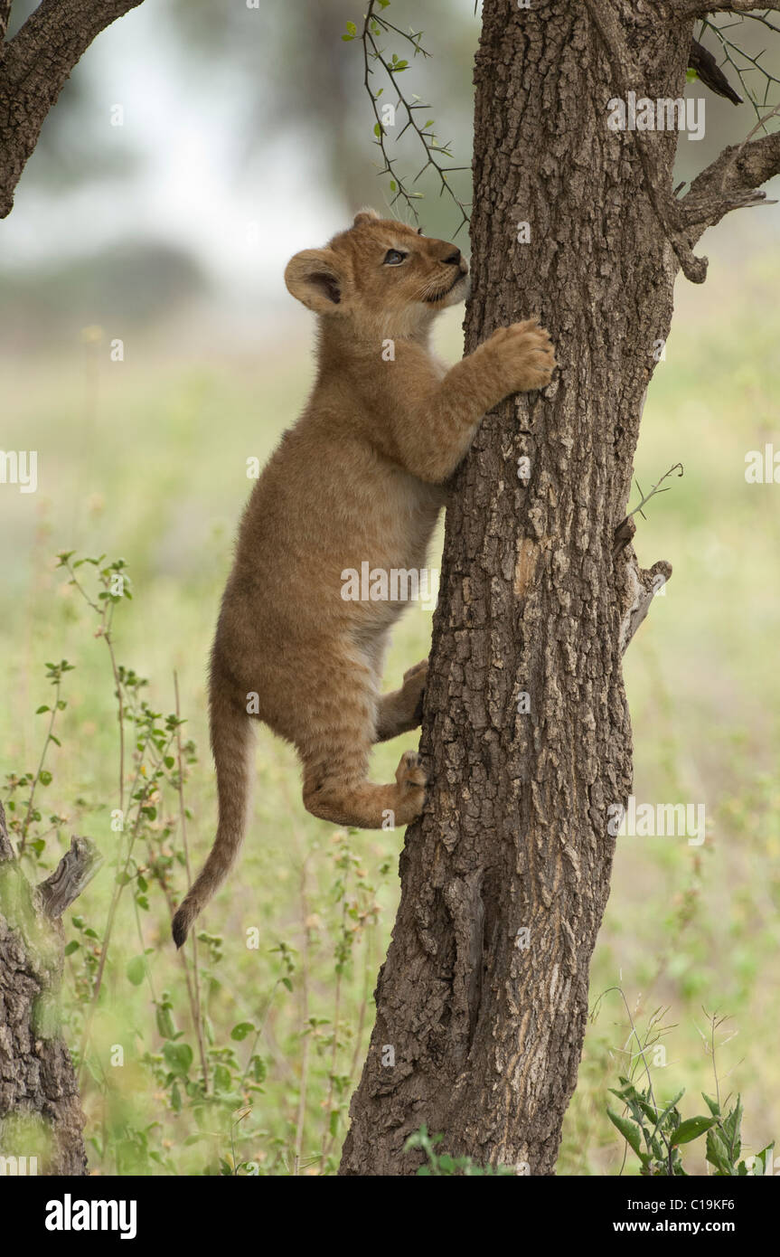 Stock photo of a lion cub climbing a tree Stock Photo - Alamy