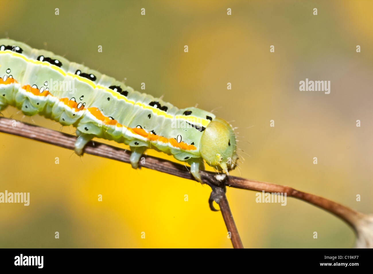 Close up view of a green caterpillar on a plant Stock Photo - Alamy