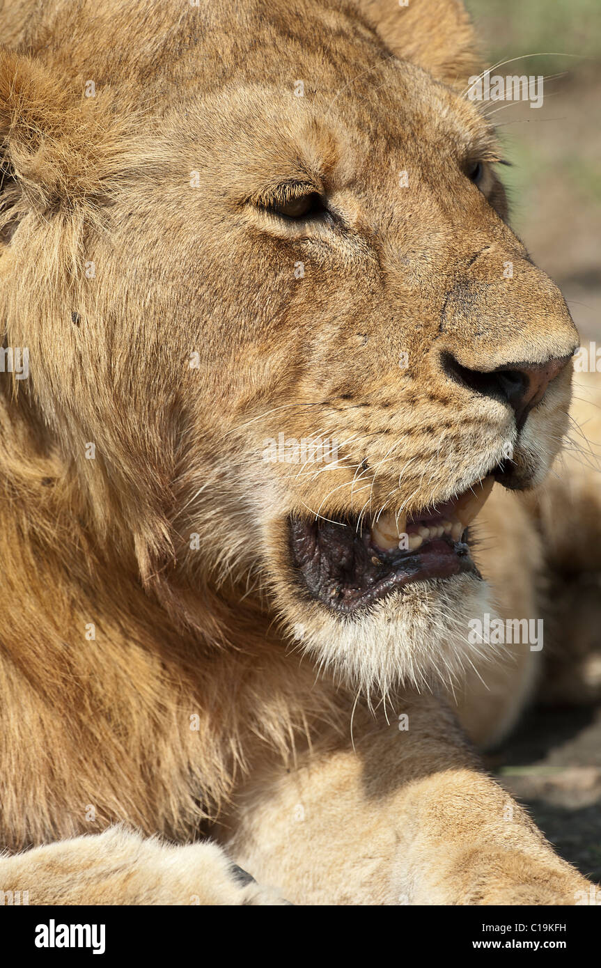 Lion face close hi-res stock photography and images - Alamy