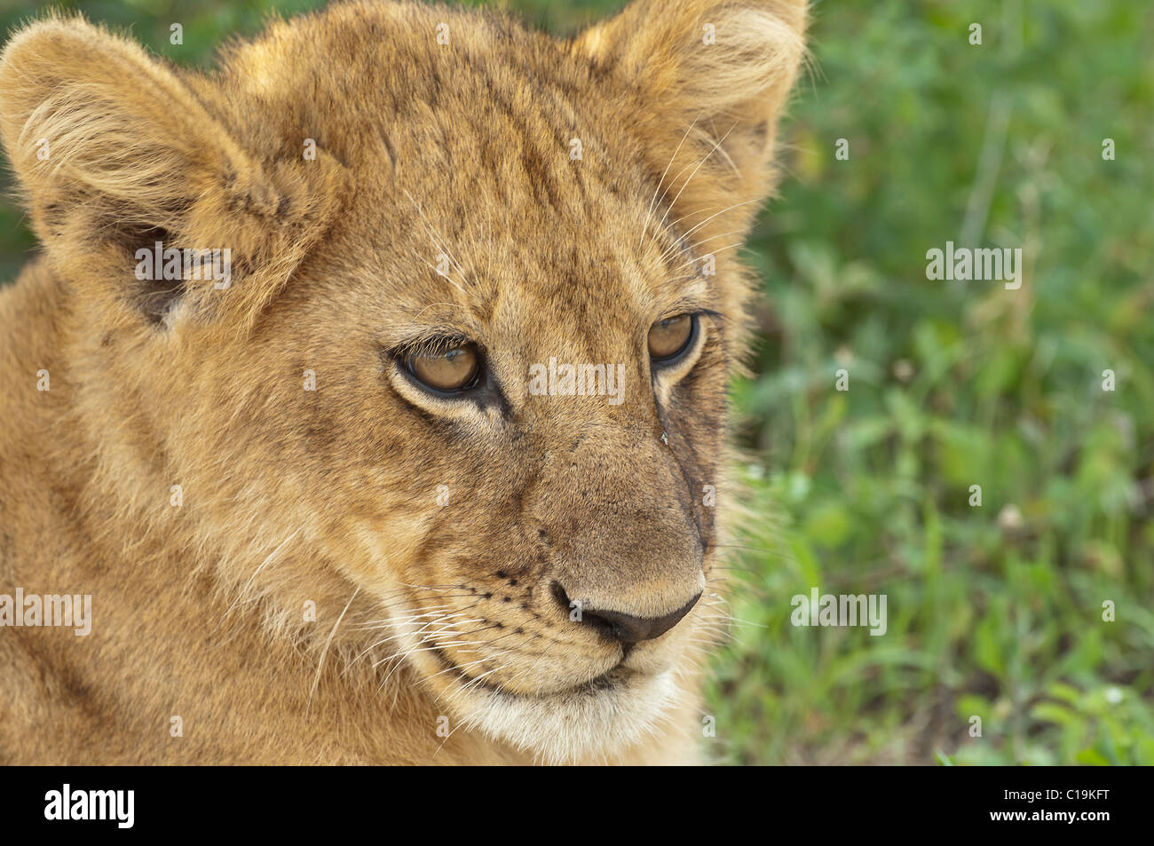 Stock photo closeup portrait of a young lion cub Stock Photo - Alamy