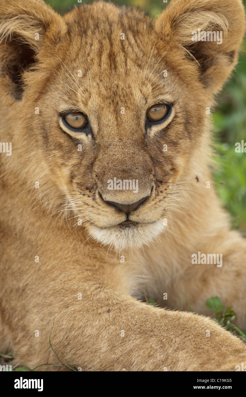 Stock photo closeup portrait of a young lion cub Stock Photo - Alamy