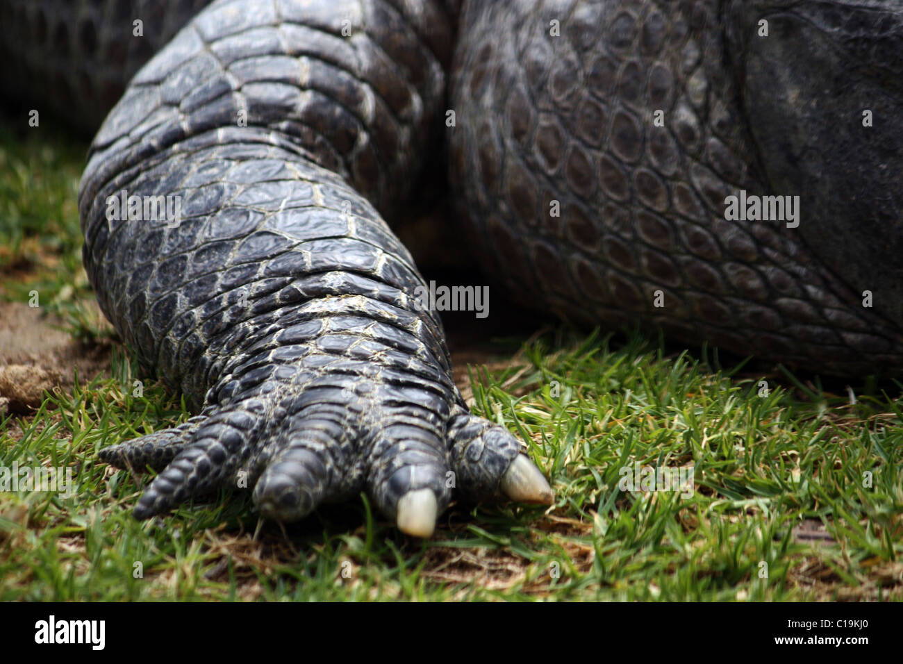 Aligator detail hi-res stock photography and images - Alamy