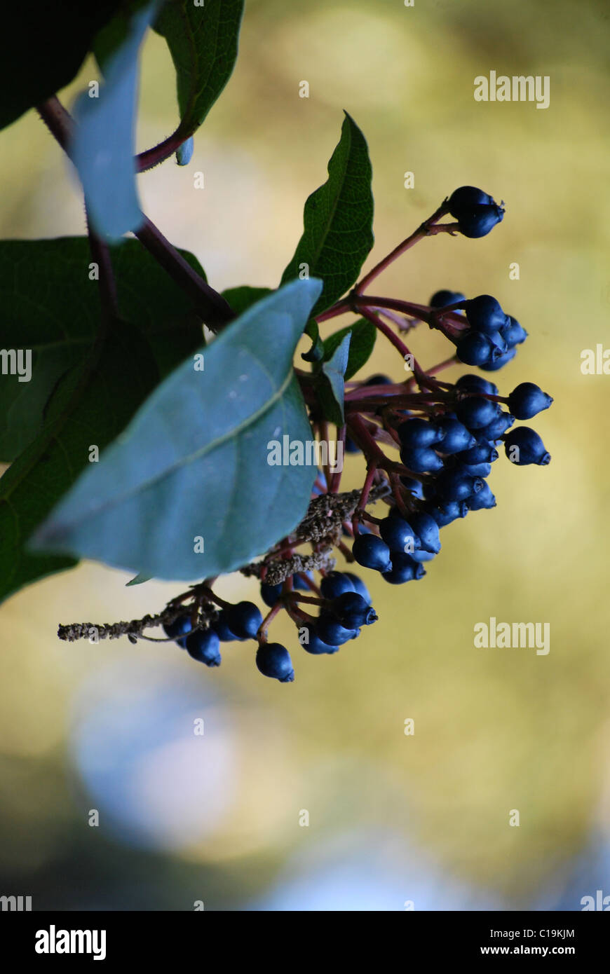 Blue barry hi-res stock photography and images - Alamy