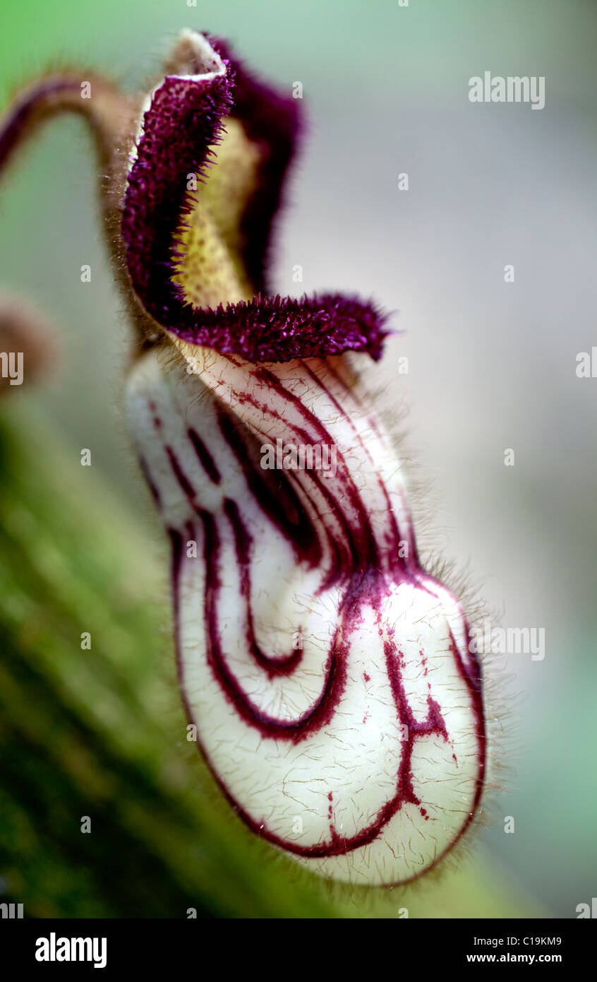Pipe flower hi-res stock photography and images - Alamy