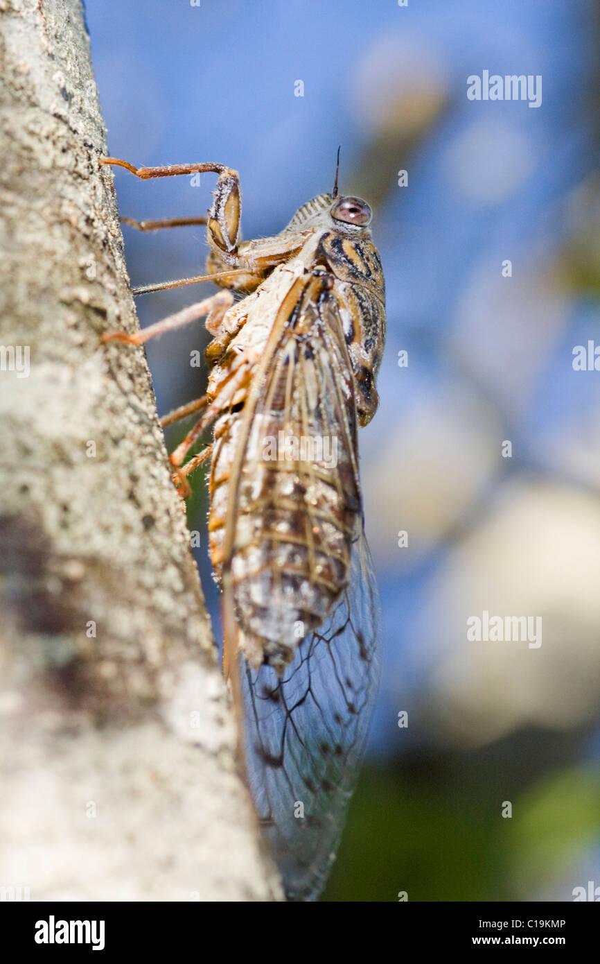 Cicada barbara hi-res stock photography and images - Alamy