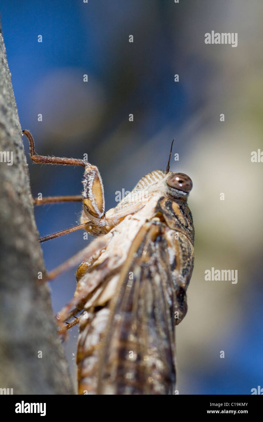 Close up view of a Cicada (Cicada barbara subsp. lusitanica) on a tree ...