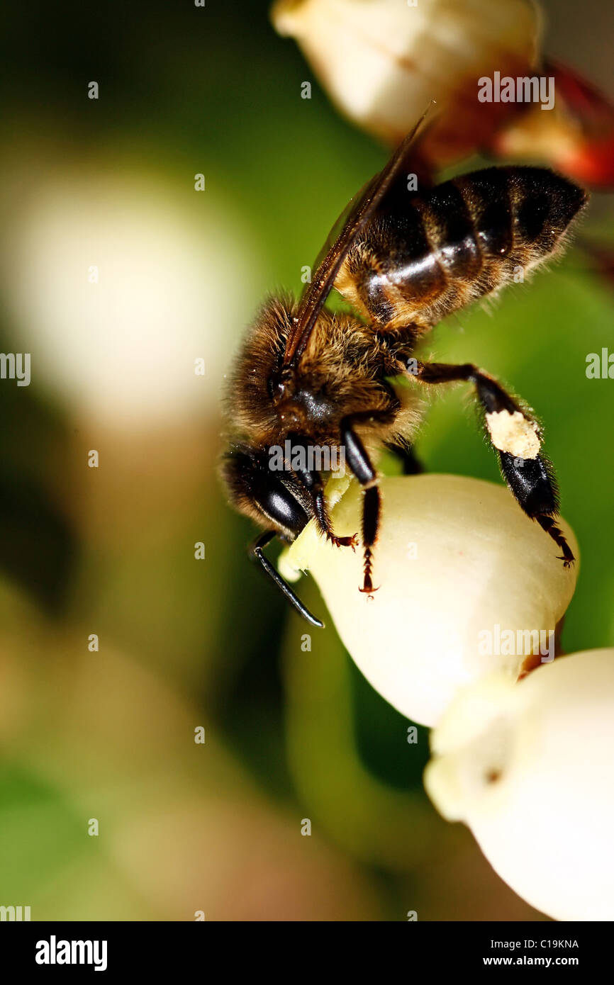 Wild bee strawberry hi-res stock photography and images - Alamy