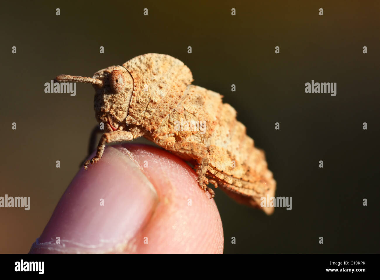 Strange grasshopper on top of a human finger Stock Photo - Alamy