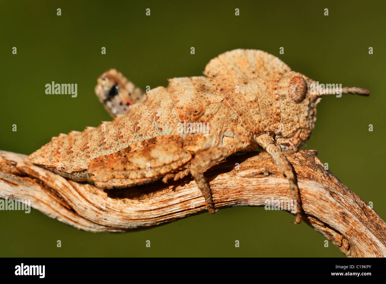 Some strange grasshopper grabbing a wooden stick Stock Photo - Alamy