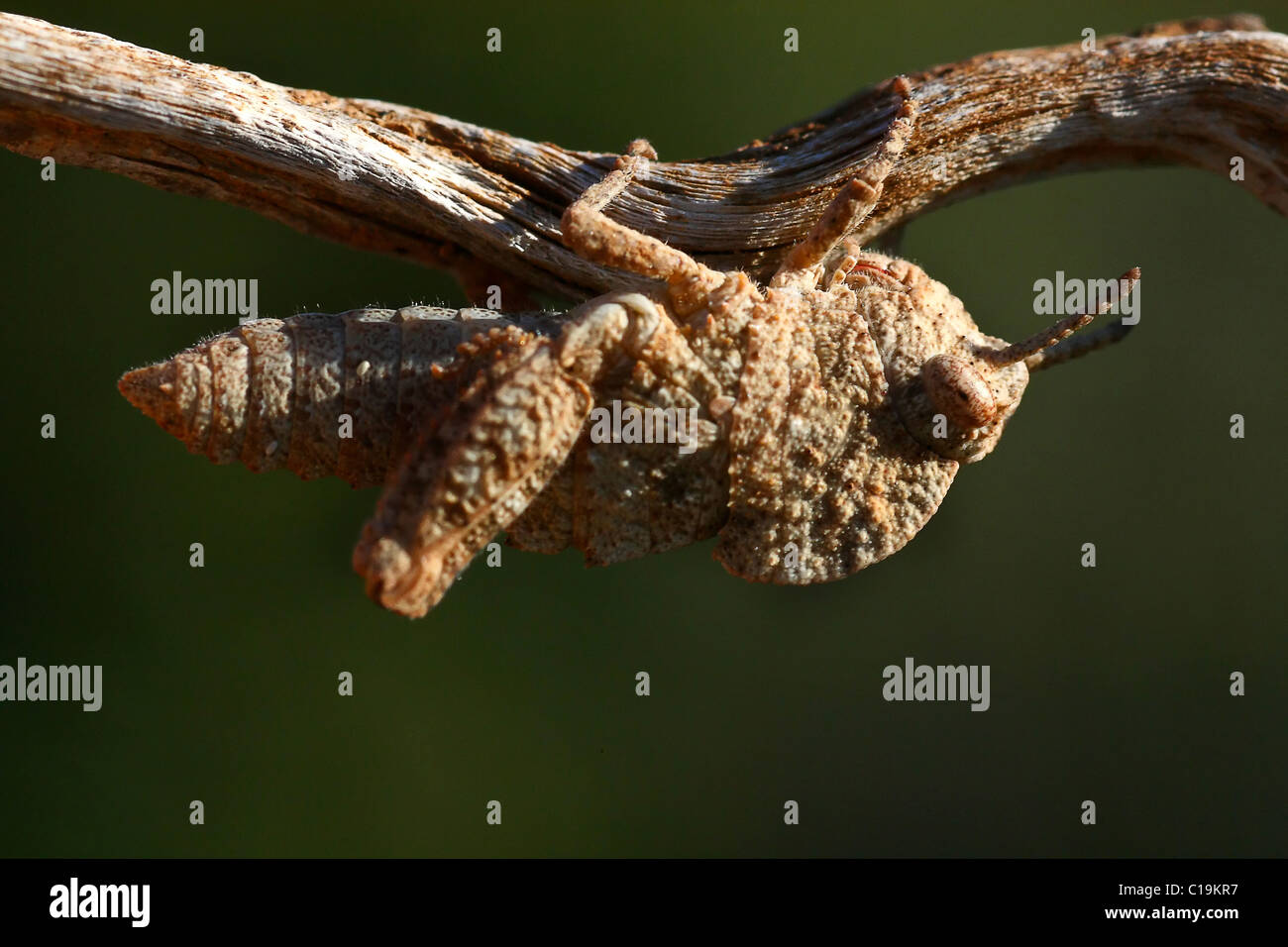 Some strange grasshopper grabbing a wooden stick, upside down Stock ...