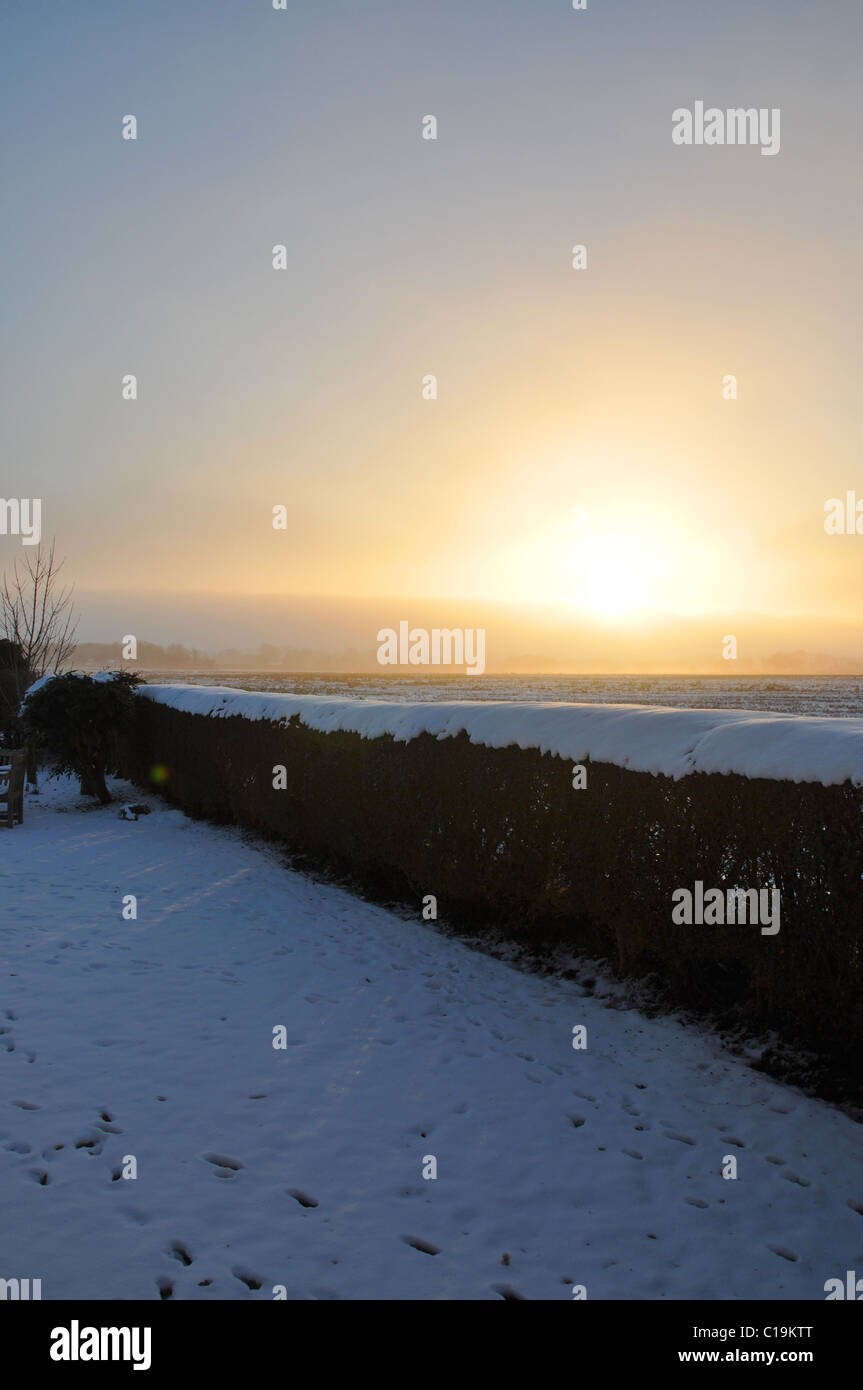 hedge and snow in later afternoon in winter Stock Photo - Alamy