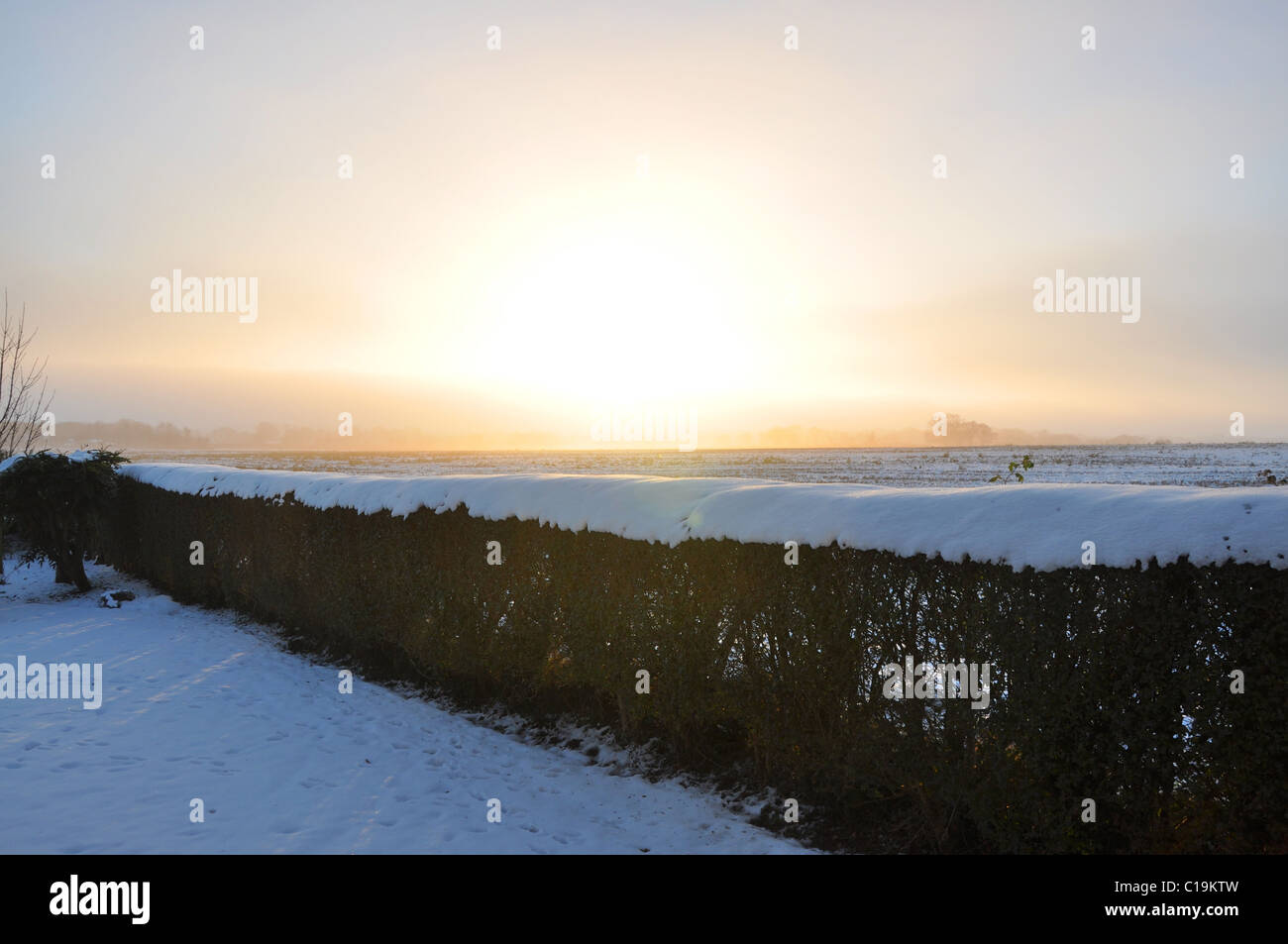 Hedge and snow in later afternoon in winter Stock Photo - Alamy