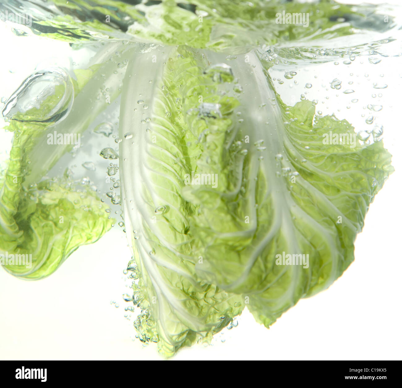 Beijing cabbage in water splash isolated on white Stock Photo - Alamy
