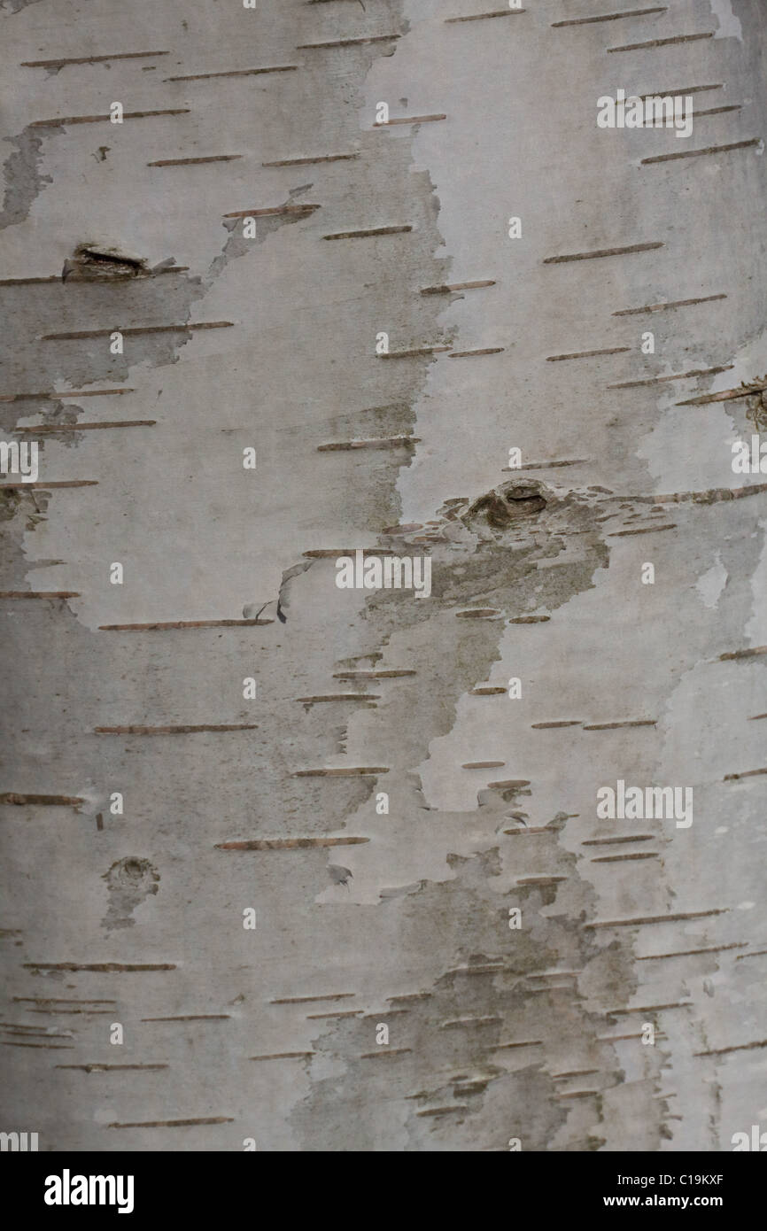 Birch tree bark hi-res stock photography and images - Alamy