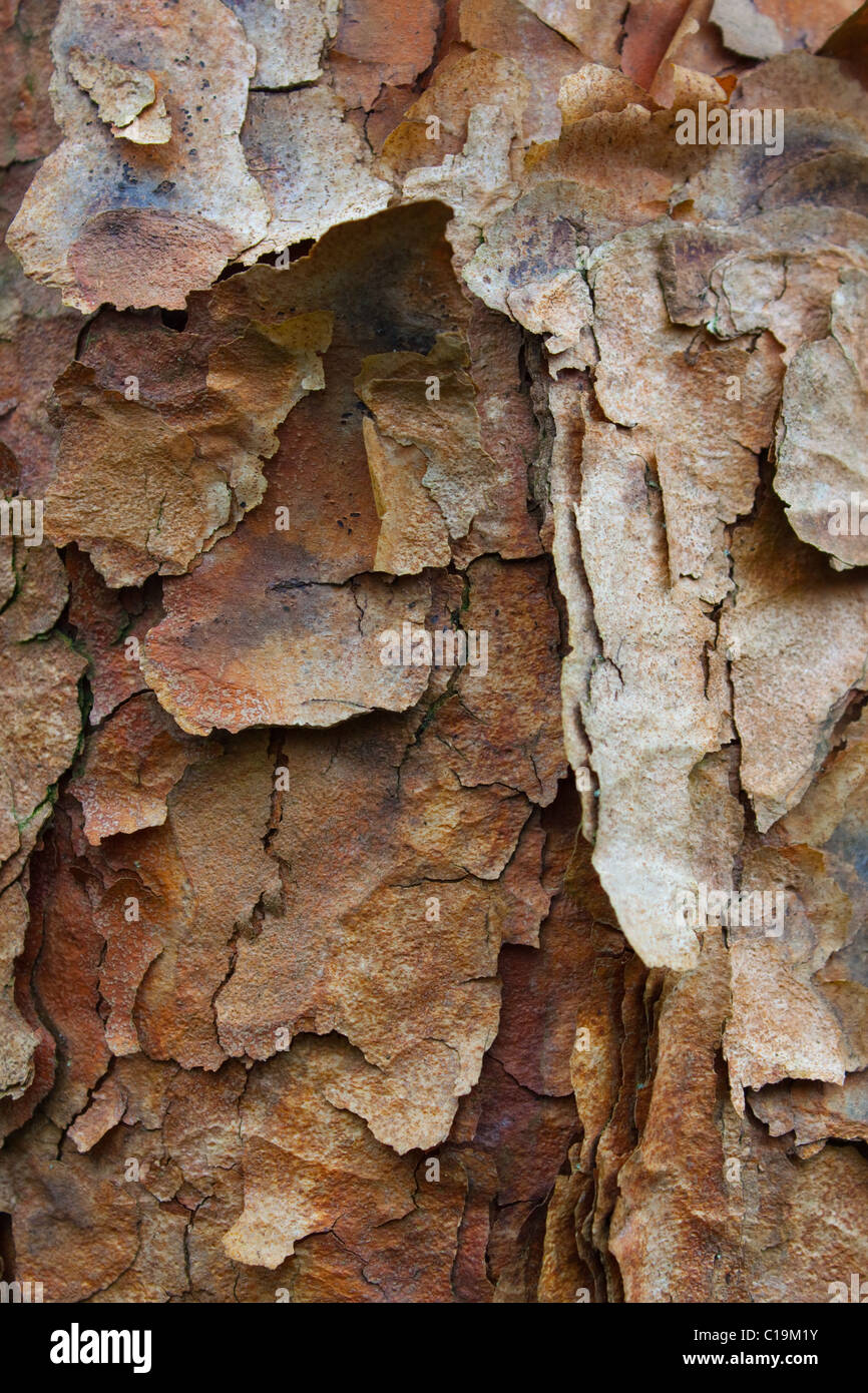 Acer griseum bark Stock Photo - Alamy