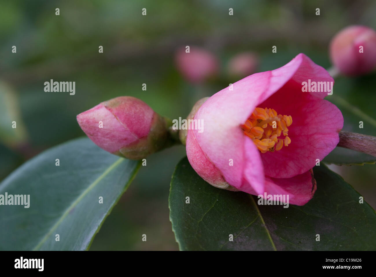 Camellia japonica cuspidata 'Cornish Spring' Stock Photo - Alamy