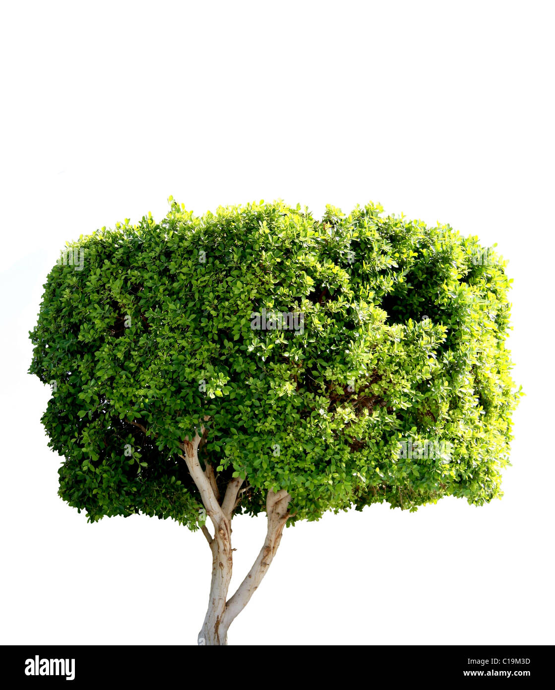 small dark green tree isolated on white background Stock Photo - Alamy