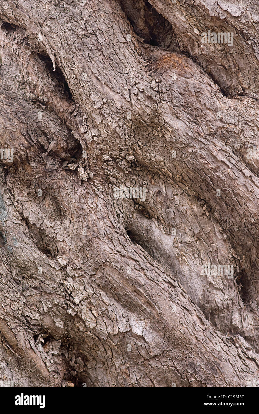 Olive tree bark hi-res stock photography and images - Alamy