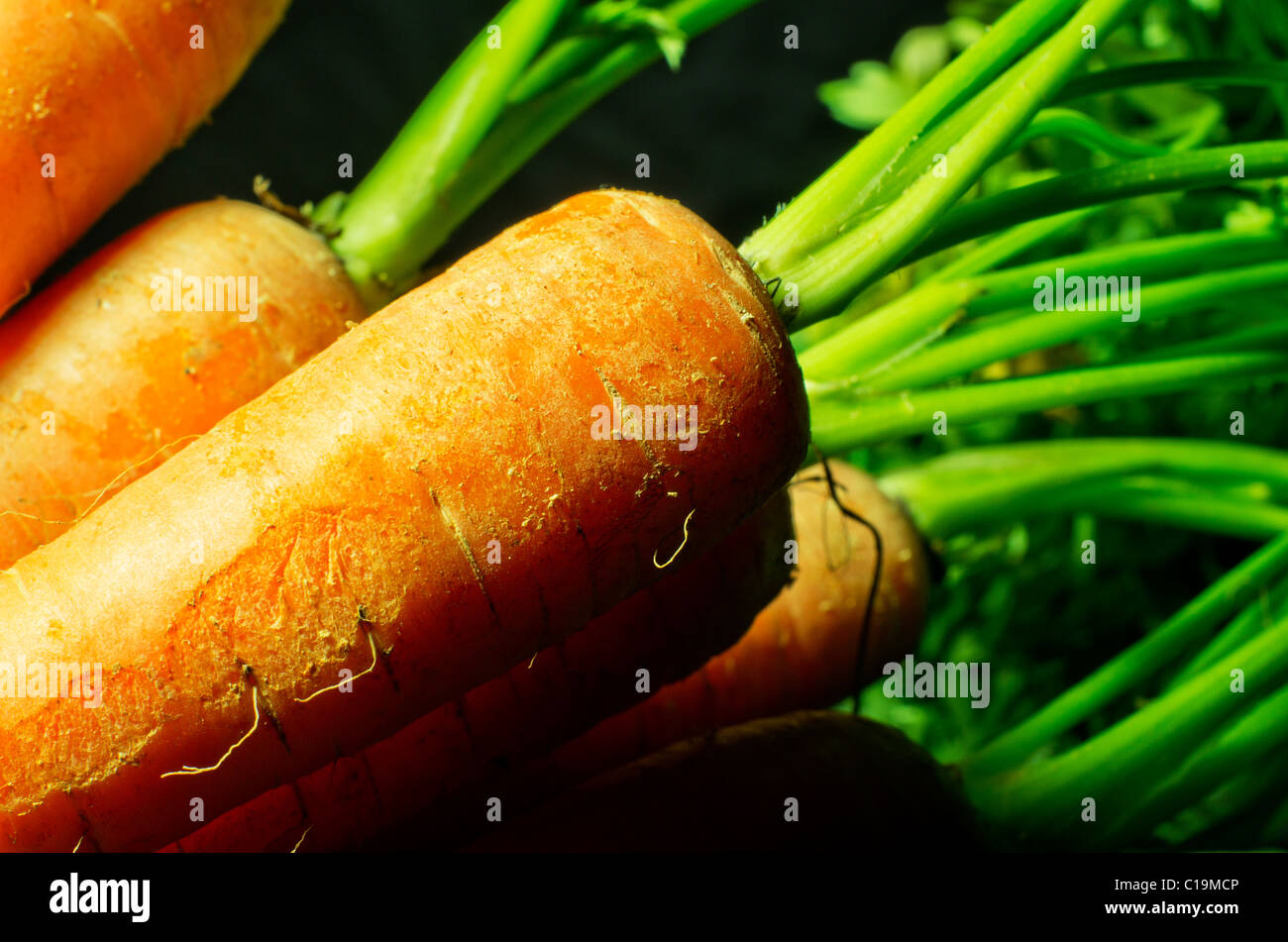 A close up of freshly picked carrots with the stems still attached ...