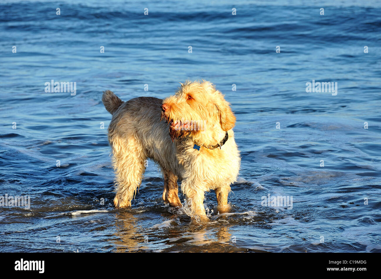 A dog running in the sea, there is water splashing up around the dog ...