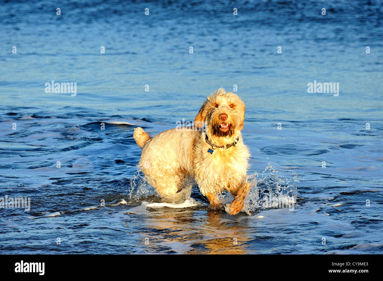 A dog running in the sea, there is water splashing up around the dog ...